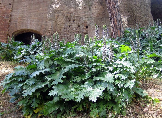 The Everywhere Plant: Why is the Acanthus so Common in Funerary and ...